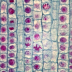 Onion Mitosis Slide, l.s., 10 m, Quadruple Stain