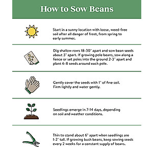 Burpee Early Italian Bush Bean Seeds 2 ounces of seed