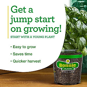 Bonnie Plants Peppermint Live Edible Aromatic Herb Plant - 4 Pack, Pet Friendly, Low Light, Part Shade