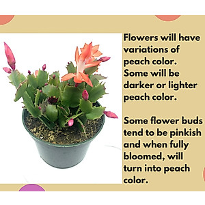 2" Peach Color Christmas Cactus Live Plant. (Peach)