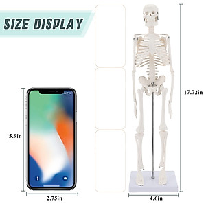 RONTEN Mini Size Human Skeleton Model, with Removable Arms and Legs 17.7” Anatomical Skeleton with Plastic Base for Anatomy Teaching and Studying, Colorful Poster Includes