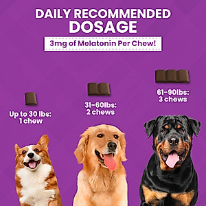 Nootie ProgilityMAX Calming Aid Chews for Dogs, Maximum Strength Calming Support for Dogs with Melatonin, 12 Single-Serve Bars, 4 Chews Per Bar