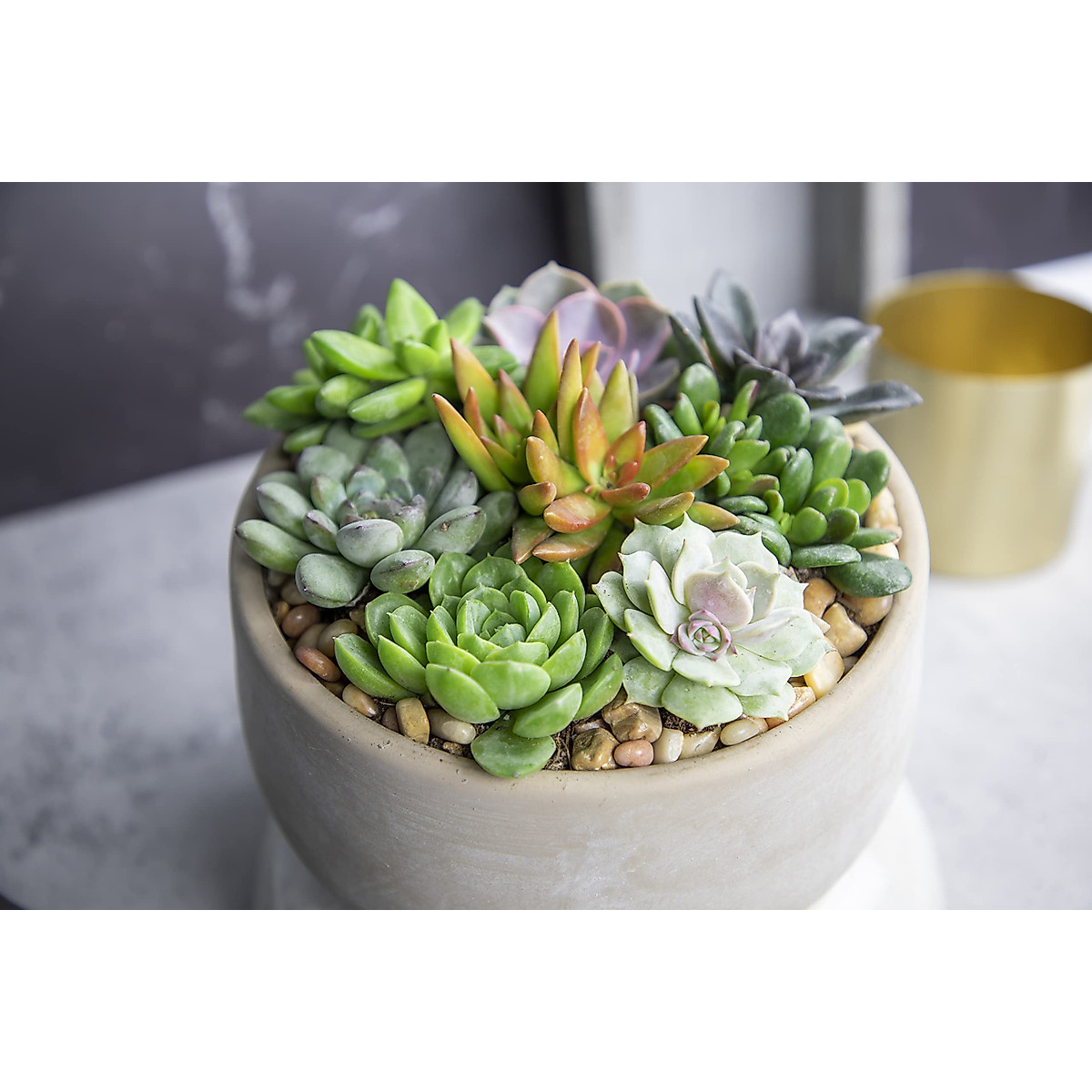 Altman Plants, Live Succulents Plants Live Houseplants (6PK), Succulents Live Plants Live House Plants Indoors Live, Live Cactus Plants Live Cacti Succulent Plants Live Indoor Plants Live Houseplants