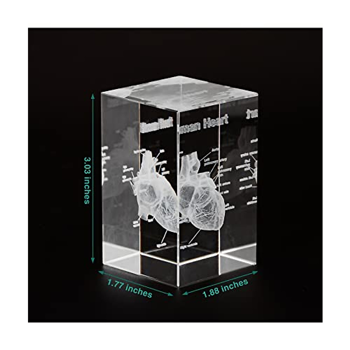 Ultrassist 3D Human Heart Crystal Model, Laser Etched Anatomical Model for Home and Office Decoration, Cardiology Gifts