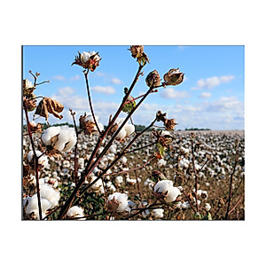 Cotton Field Blossom Ready for Harvest HD Print 11x14-8x10 Handmade in USA