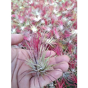 It Blooms Rainforest Grown One RED Ionantha Fuego Air Plants - Live Tillandsia - 1.5 to 3 inches - 30 Day Guarantee