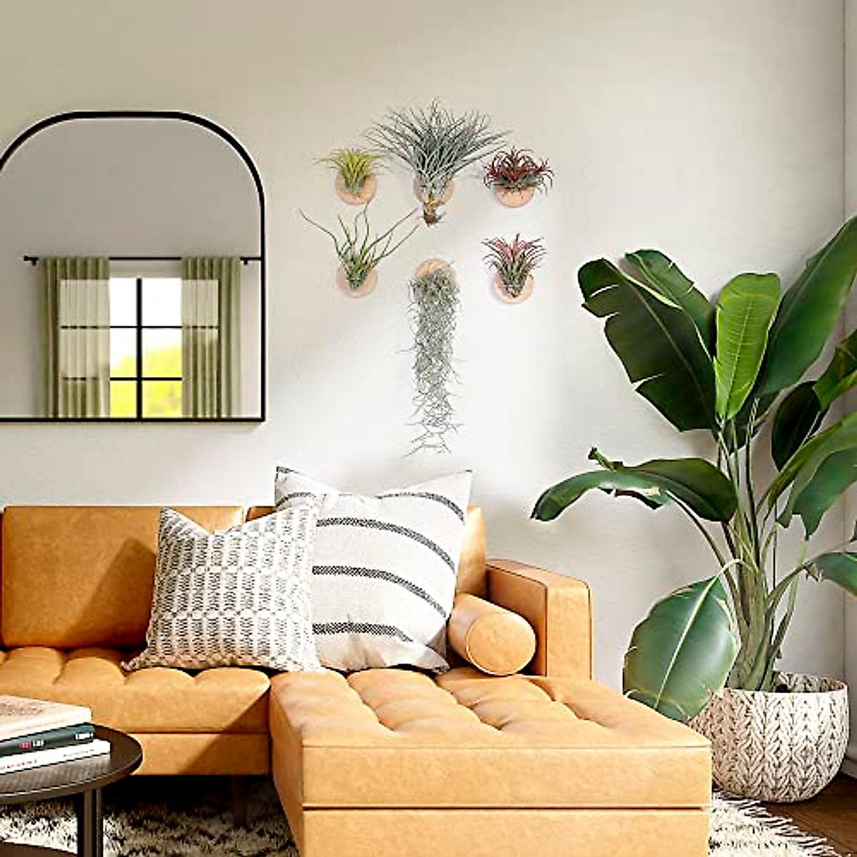 MITIME Air Plants Holders-Real Wood Live Air Plant Holders.Rustic Air Plant Stand,Wall-mounted to save space.(Plants not included)(Set of 6)