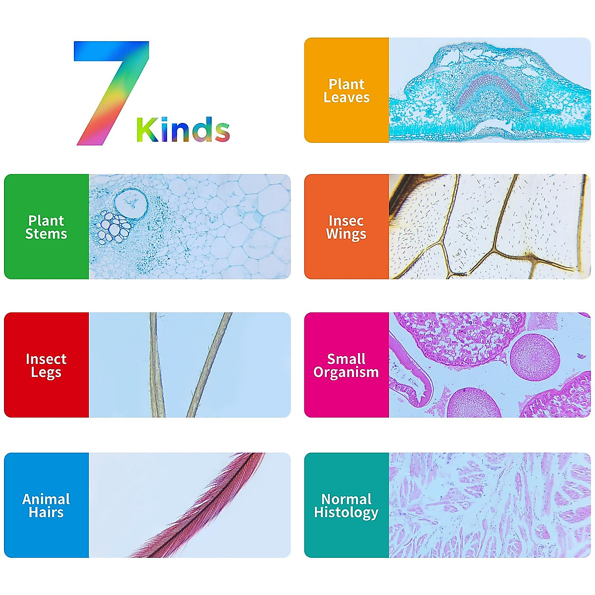 35 Microscope Slides with Specimens for Kids, Prepared Microscope Slides Set with Plants Animals Insects, Microscope Slides for Kids Students Homeschool Basic Education, Best Gift for Kids