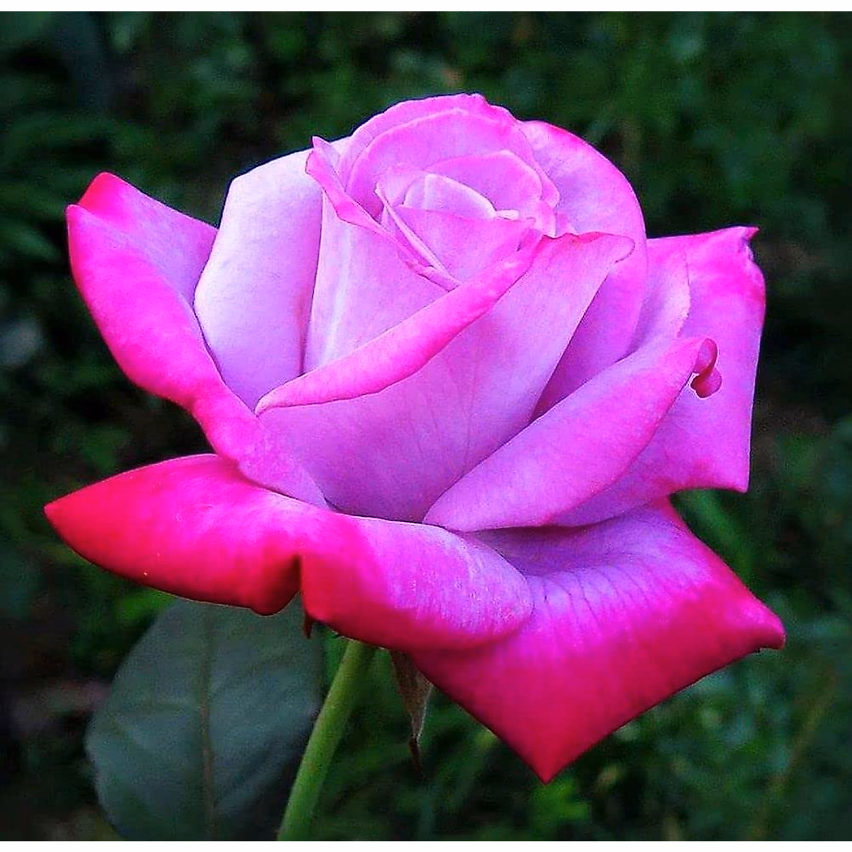 Rose Mix 100+ Seeds Flowers Planting for Outdoor Indoor