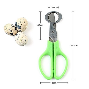Adecco LLC Pigeon Quail Egg Cutter Scissors Stainless Steel Blades Bird Cutter 2 Pack (Quail Egg Scissor)