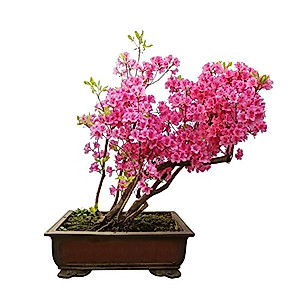 Pink Azalea Bonsai Tree Seeds for Planting- 30 Seeds - Prized Flowering Bonsai Specimen
