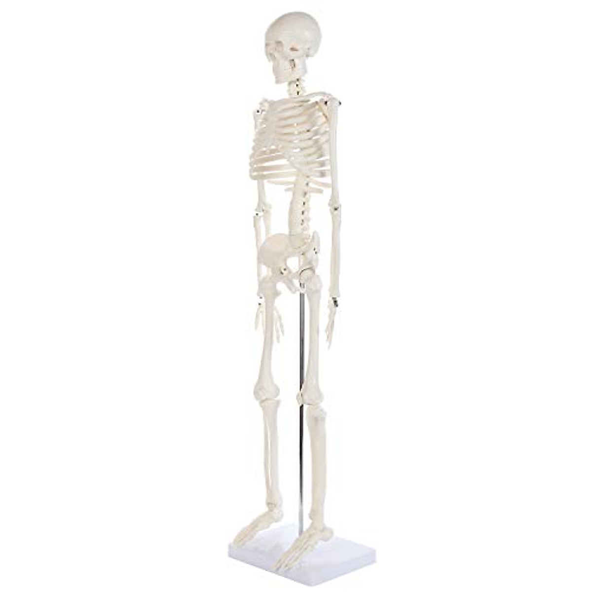Anatomy Lab Human Skeleton Model, 34" Mini Skeleton Replica Mounted to Base for Display, with Removable Skull Cap, Movable Arms and Legs, and Details of Human Bones