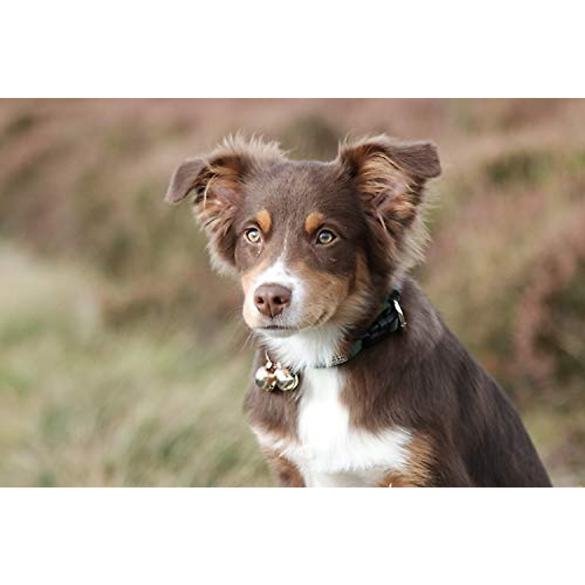 2 Extra Loud Cat & Dog Bells | Pet Tracker | Save Birds & Wildlife | Luxury Handmade Copper | Beau's Bells (Medium)