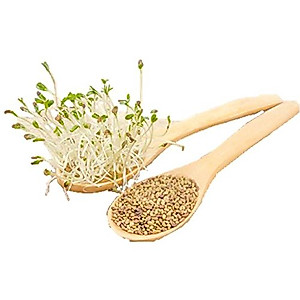 Alfalfa Heirloom Garden Seeds - B157 (400 Seeds, or 1 Gram)