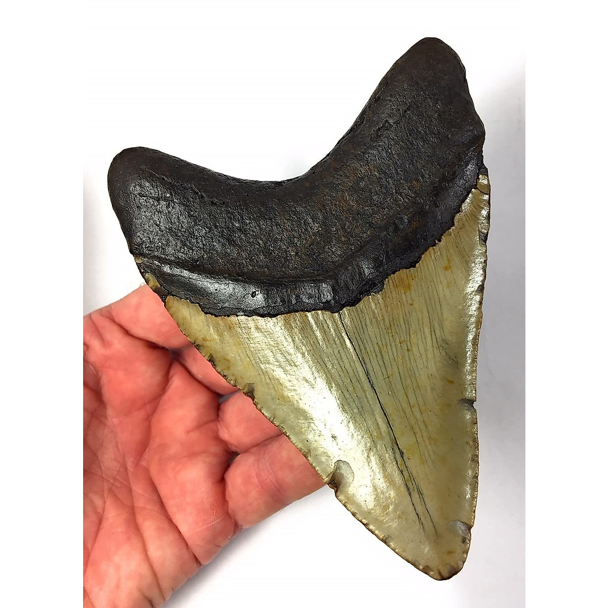 Deep Sea Fossils Exact Tooth - Genuine One-of-a-Kind Prehistoric Fossilized Megalodon Shark with a Custom 3D-Printed Stand and Glossy 8-1/2inches x 11inches Certificate of Authenticity (4.958inches)