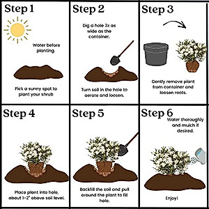 Shrub Frostproof Gardenia 2.5 Qt, White Blooms