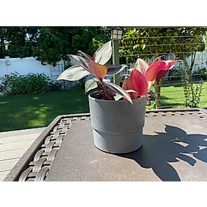 Dark Desire Wandering Jew Purple Live Plant - Unique Houseplants for Easy Indoor Gardens & Home Decor Gifts - Potted Tiny Houseplants 4" inch Grey Pot Included