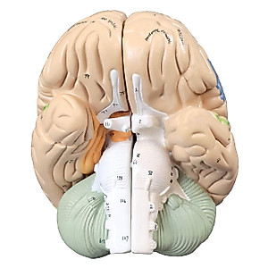 Parco Scientific PB00060 2x Color Coded Functional Brain-4 Parts | Identify Intellectual, Motor and Sensory Centers | 9 Colors to Differentiate Region of Brain | Hand-Numbered 120 Features W Key Card