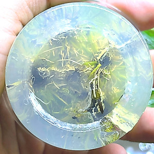 Greenpro | Polaris Eriocaulon Cinerum Tissue Culture Live Aquarium Plants Midground for Fish Tank Decoration