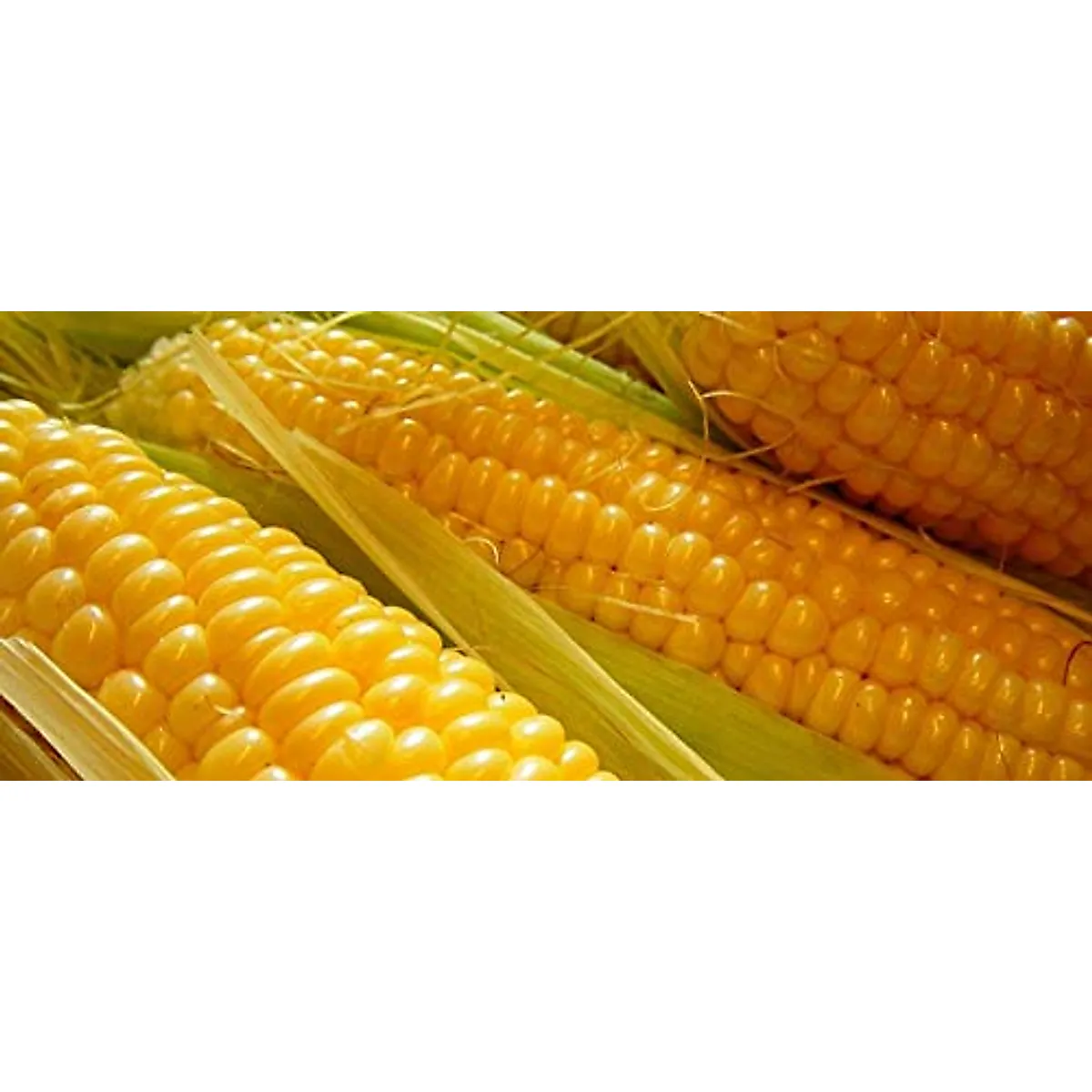 "Kandy Corn" Sweet Corn Seeds, 25 Heirloom Seeds Per Packet, (Isla's Garden Seeds), Non GMO Seeds, Botanical Name: Zea mays