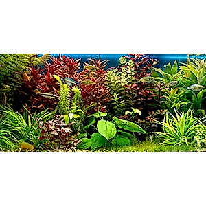 Java Fern – Mature, Healthy, Super Easy Live Aquarium Plant 5-6 in. Great for Betta Guppy Cherry Shrimp! by Aquatic Discounts. BUY2GET1FREE!