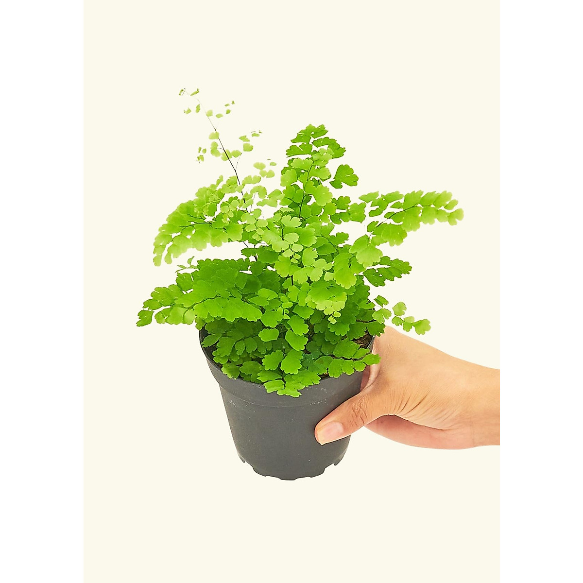 Rooted Maidenhair Fern, Adiantum aethiopicum, Live, Live Indoor, Easy to Grow, Easy to Care, Outdoor Garden and Low Maintenance Houseplant (4")