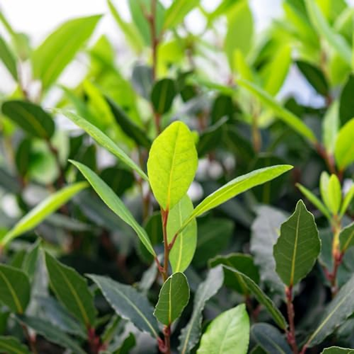 Bay Tree Live Plant 6 to 8 Inches Tall, Laurus Nobilis Live Plant, Bay Laurel Tree Sweet Bay Leaf Plant Outdoor Garden