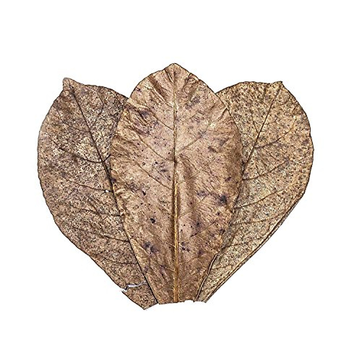 Aquatic Arts 10 Giant Catappa Indian Almond Leaves (4.5-6+ inches) - Dried/Prepared for Aquarium Use - for Live Freshwater Shrimp, Snails, Fish (Betta, Otocinclus) Tank Health