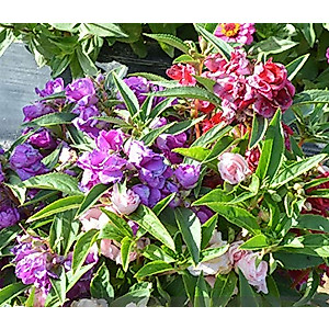 100+ Mixed Impatiens Balsamina Balsam Camelia Impatiens Seeds Double Flower Touch Me Not