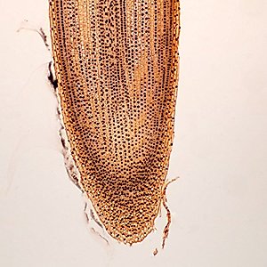 Onion Root Tip Slide, l.s., 10 �m