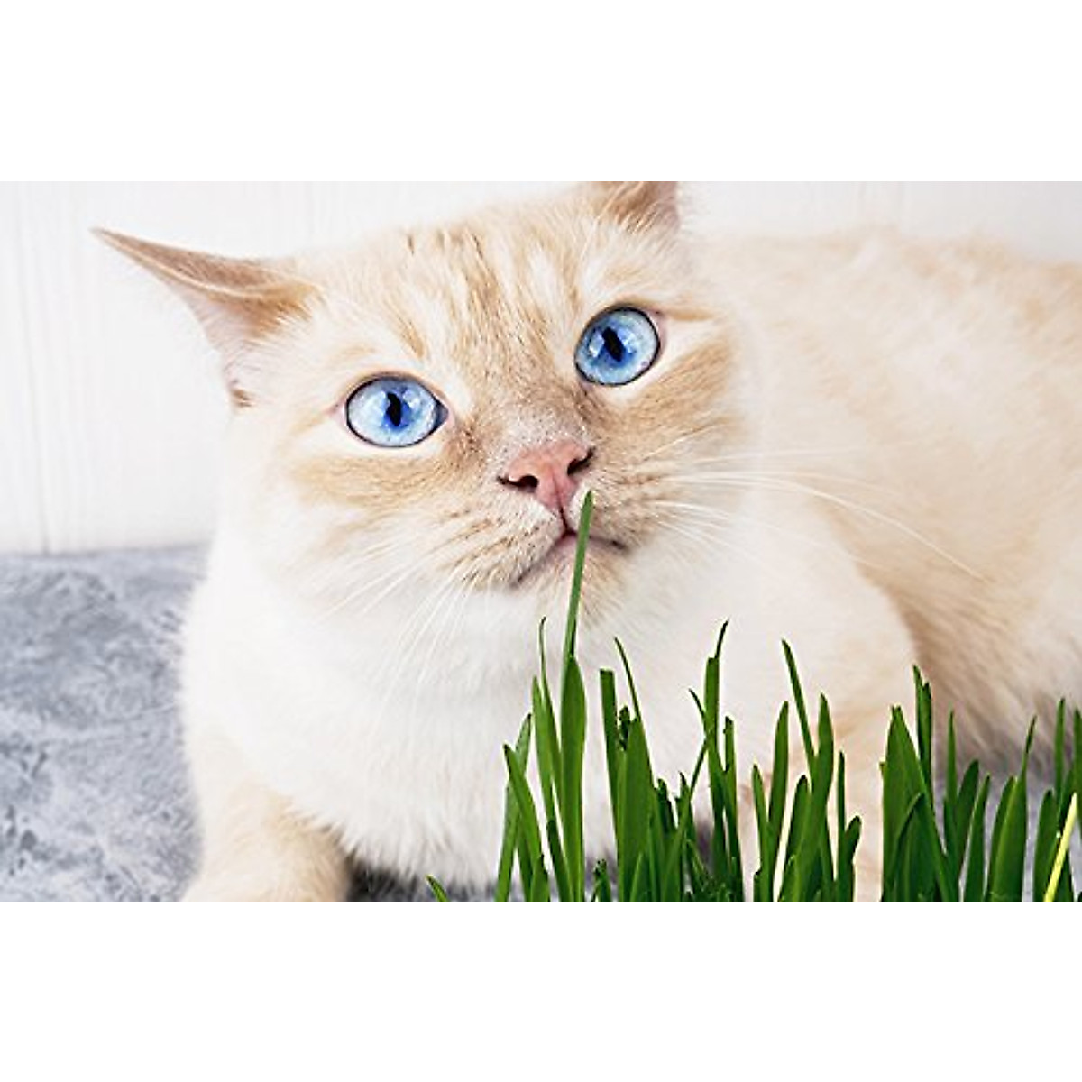 PET SUPPLEMENTS probiotics for Cats - Cats Digestive AID - PROBIOTIC Formula - Treats - cat Digestive Support - 3 Bottle (180 Chews)