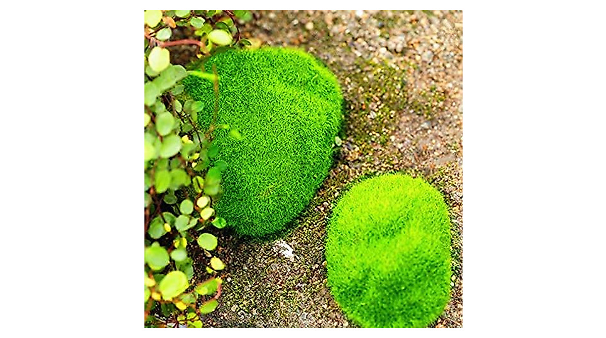 100Pcs/Pack Moss Seeds Home DIY Bonsai Decoration Grass Seeds Potted ...