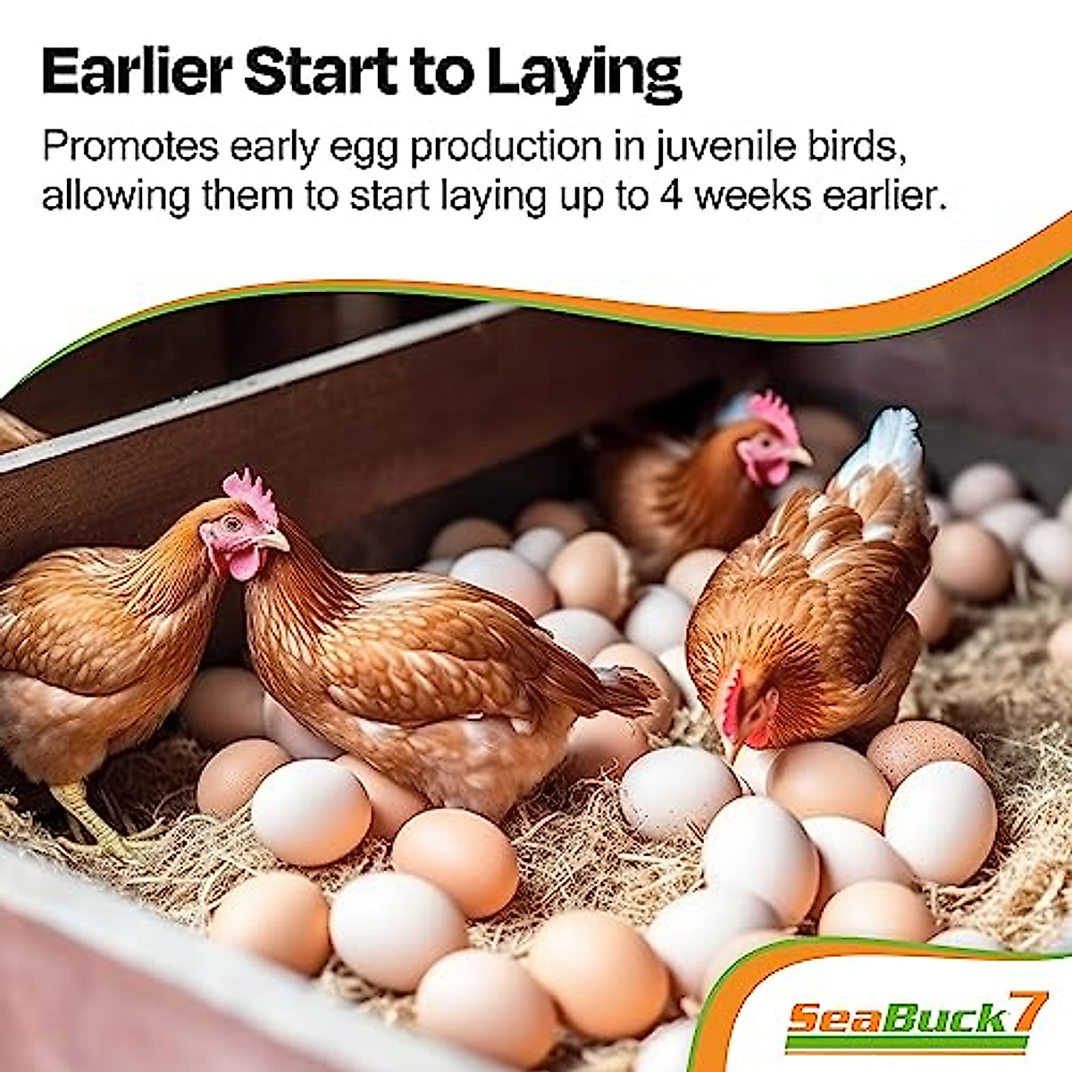 SeaBuck 7 Chicken & Bird Supplement with Sea Buckthorn to Improve Egg Quality (1-Month Supply for 20 Chickens) – Earlier Laying, Egg Production Booster & Higher Quality Eggs