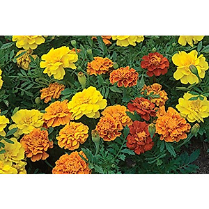 Burpee Happy Days Mix Marigold Seeds 150 seeds