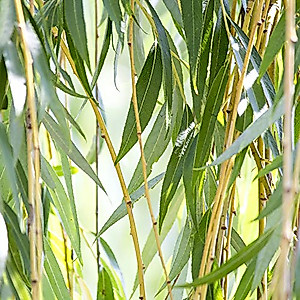 Perfect Plants Weeping Willow Live Plant, 5-6', Includes Care Guide