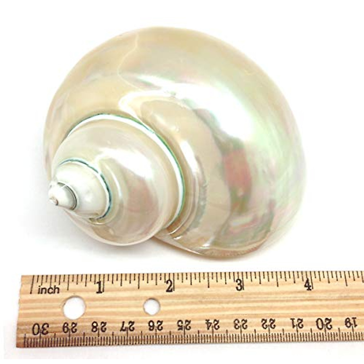 PEPPERLONELY 1 PC Polished White Jade Turbo Sea Shell, Hermit Crab Sea Shells, 4 Inch ~ 5 Inch