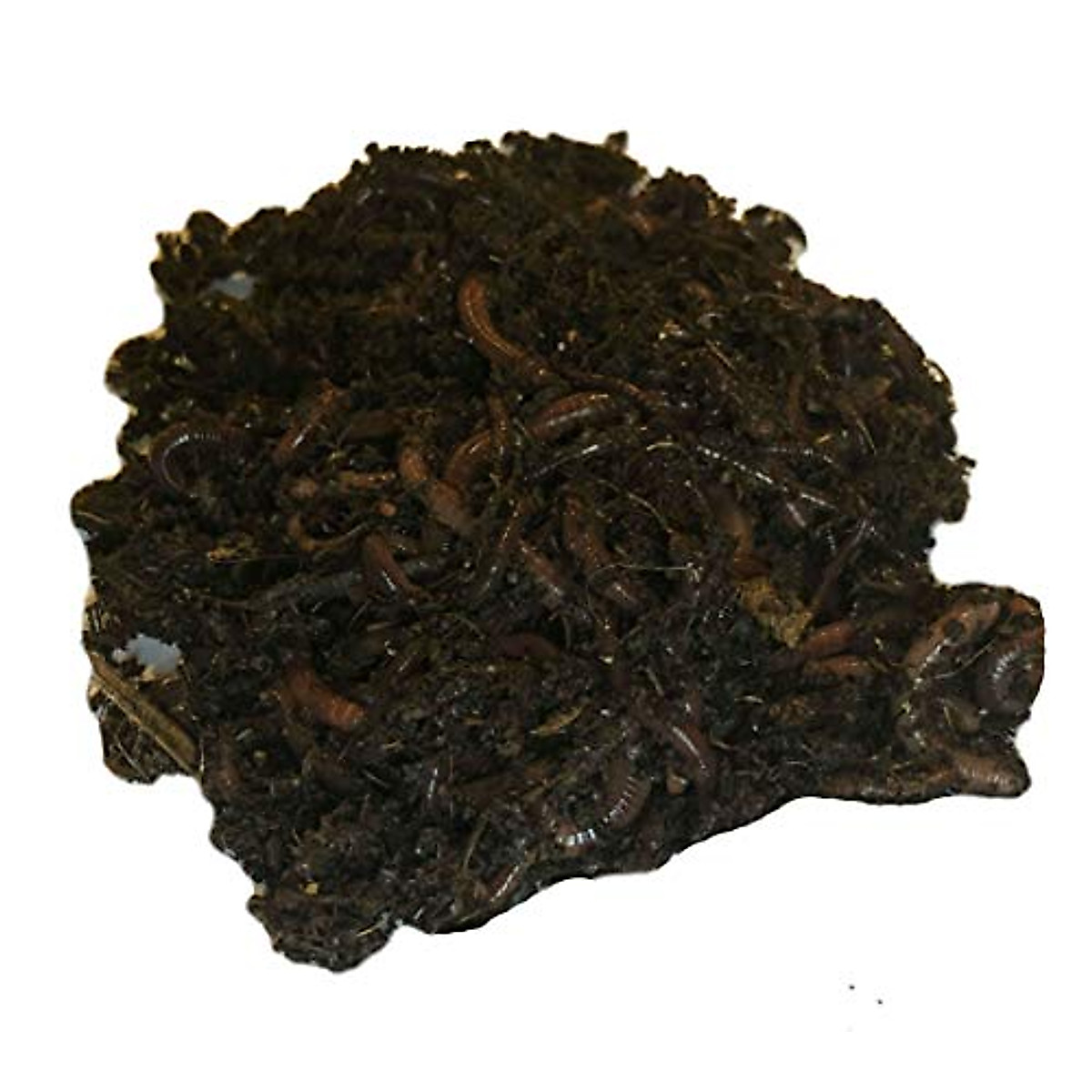 250+ Red Wiggler Earthworms, Organic and Sustainably Raised