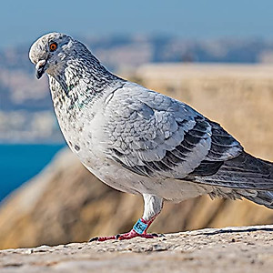 YARNOW 100Pcs Racing Pigeon Leg Rings Aluminium Numbered Bird Foot Ring Identify Dove Training Rings for Pigeon Parrot Finch Canary Hatch Poultry Rings Mixed Color