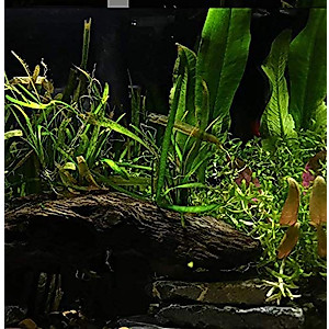 Planterest - Jungle Val Rooted Vallisneria Spiralis Bunch Live Aquarium Plant Low Light Background Stems Decorations BUY2GET1FREE