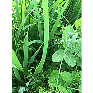 Cover Crop Seed Blend by Eretz (5lb) - Choose Size! Willamette Valley, Oregon Grown, Non-GMO, No Fillers, No Weed Seeds.