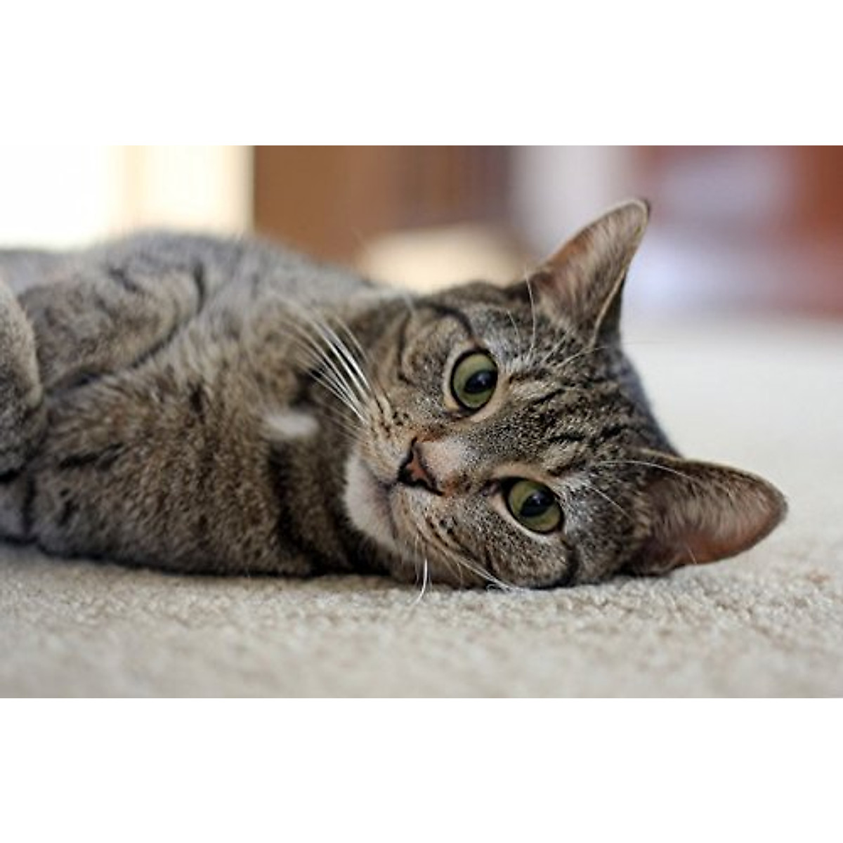 PET SUPPLEMENTS cat Relaxing Pills - CAT Relaxant - Calm and Relaxed Formula - Anxiety Relief - Chewy Treats - tryptophan for Cats - 1 Bottle (90 Chews)