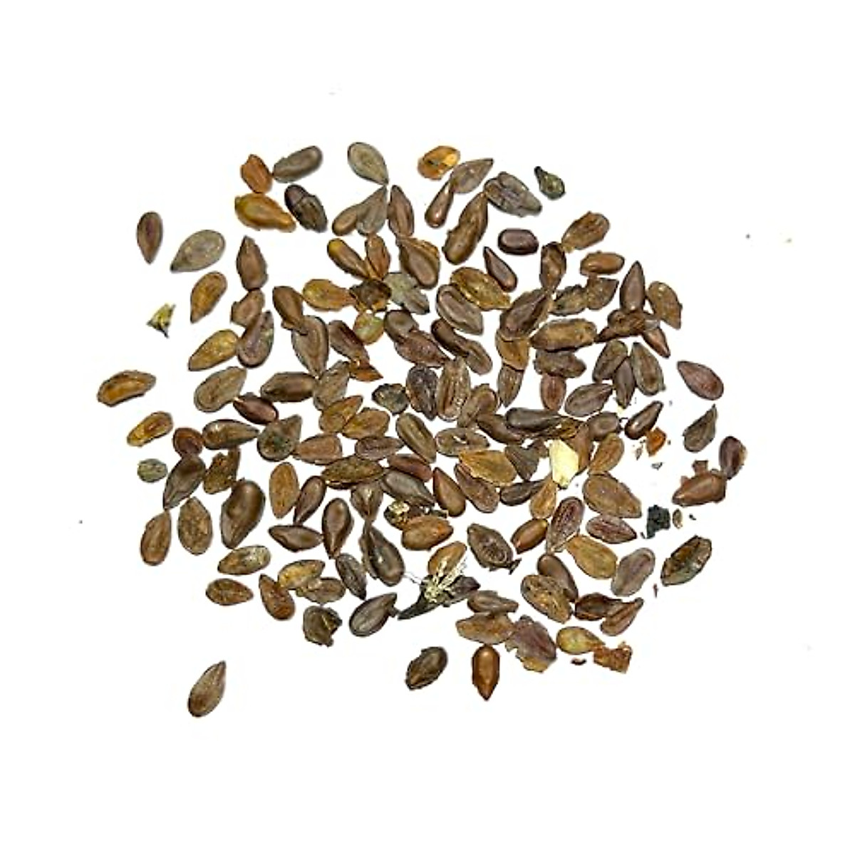 Seed Needs, Pink Swamp Milkweed Seeds for Planting (Asclepias incarnata) Heirloom, Open Pollinated & Untreated, Attracts Monarch Butterflies (2 Packs)