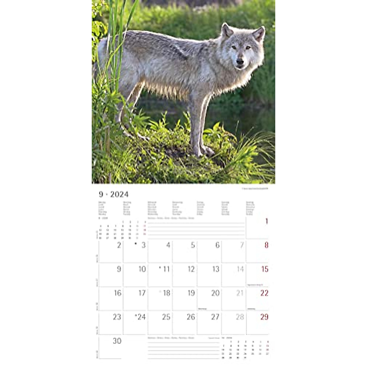 Wolves 2024 Brochure Calendar 30 x 30 cm (30 x 60 Open) Calendar with Space for Notes Wolves Picture Calendar Wall Planner Alpha Edition