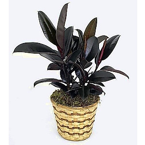 Burgundy India Rubber Tree Plant - Ficus - An Old Favorite - 2.5" Pot
