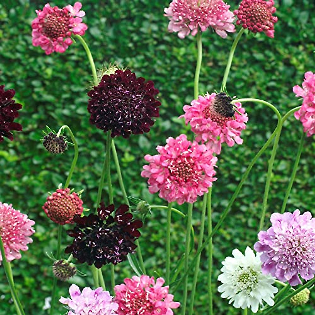 Outsidepride Annual Scabiosa Dwarf Double Pincushion Garden Cut Flower Mix for Arrangements, Drying, & Pressing - 200 Seeds