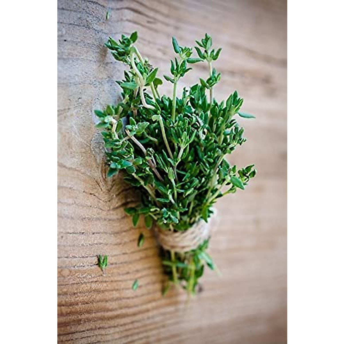 Seeds Common English Thyme Herbs for Planting Non GMO 500 Seeds