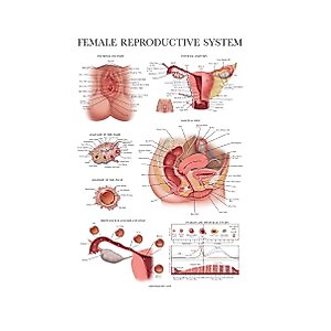 Palace Learning Laminated Female Reproductive System Anatomical Chart - Female Anatomy Poster - 18" x 24"