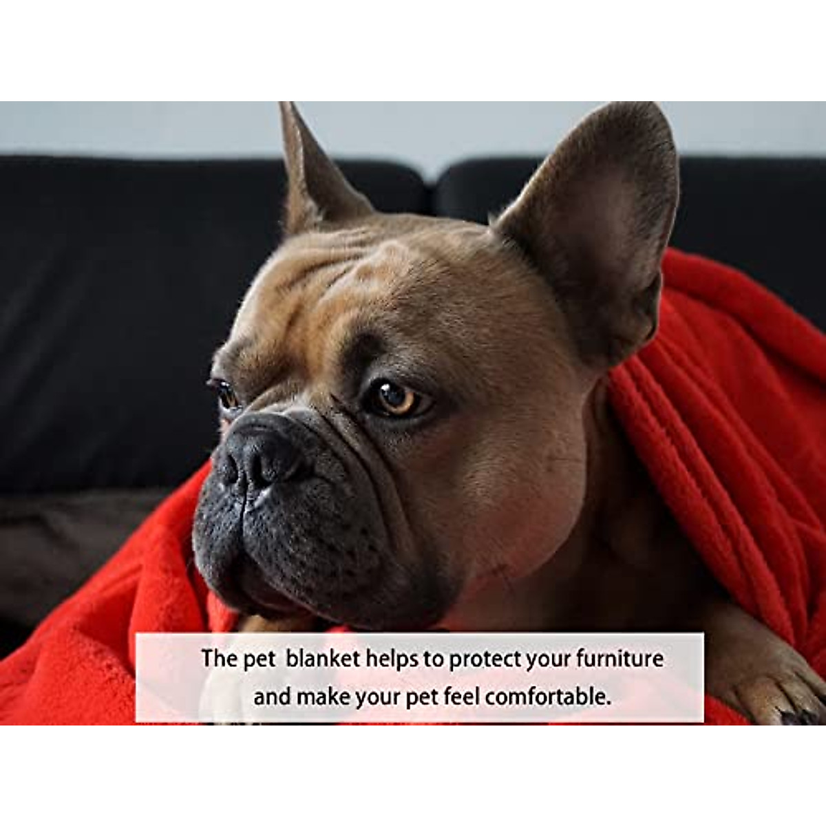 iMaylex Soft Puppy Flannel Fleece Blanket for Pet Dog Cat, Plush Microfiber, Cozy and Lightweight, Fuchsia, Pet, 19 x 27 inch (50 x 70 cm)