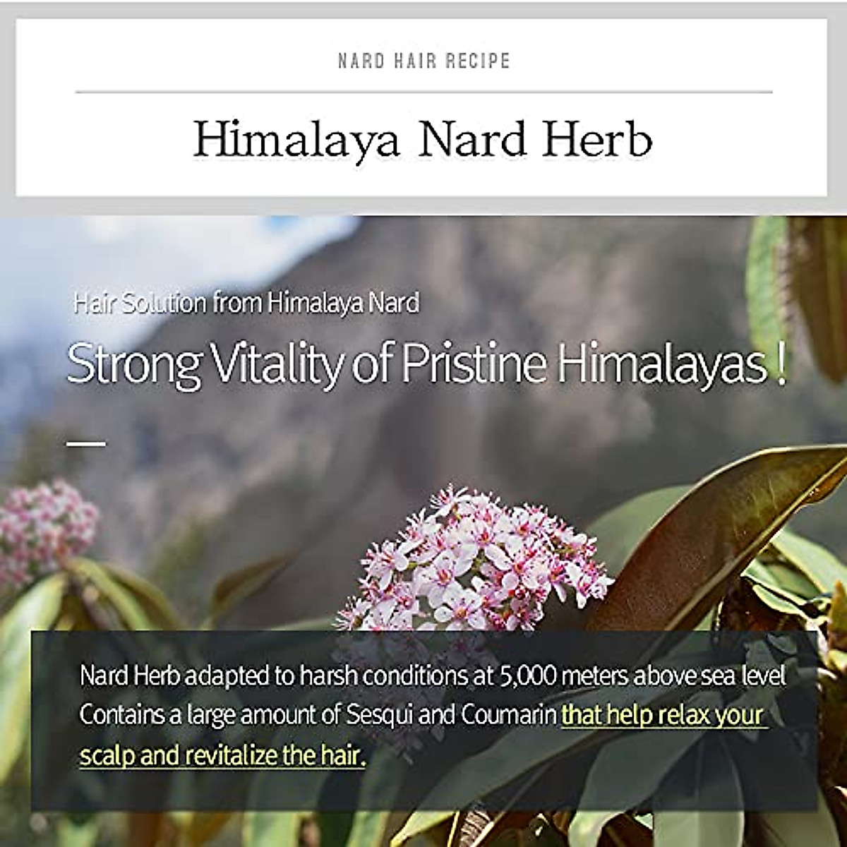 Bouquet Garni NARD Scalp Deep Cleansing Shampoo 33.8 Fl Oz - Natural Surfactant Anti Dandruff Shampoo for Itchy Dry Scalp - Natural Calming Ingredients Lavender Rosemary Argan Jojoba Oil Amino Acids