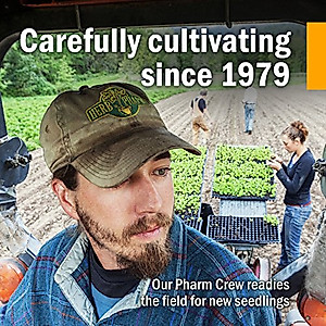 Herb Pharm Certified Organic Goldenseal Liquid Extract for Respiratory System Support, Organic Cane Alcohol, 1 Ounce